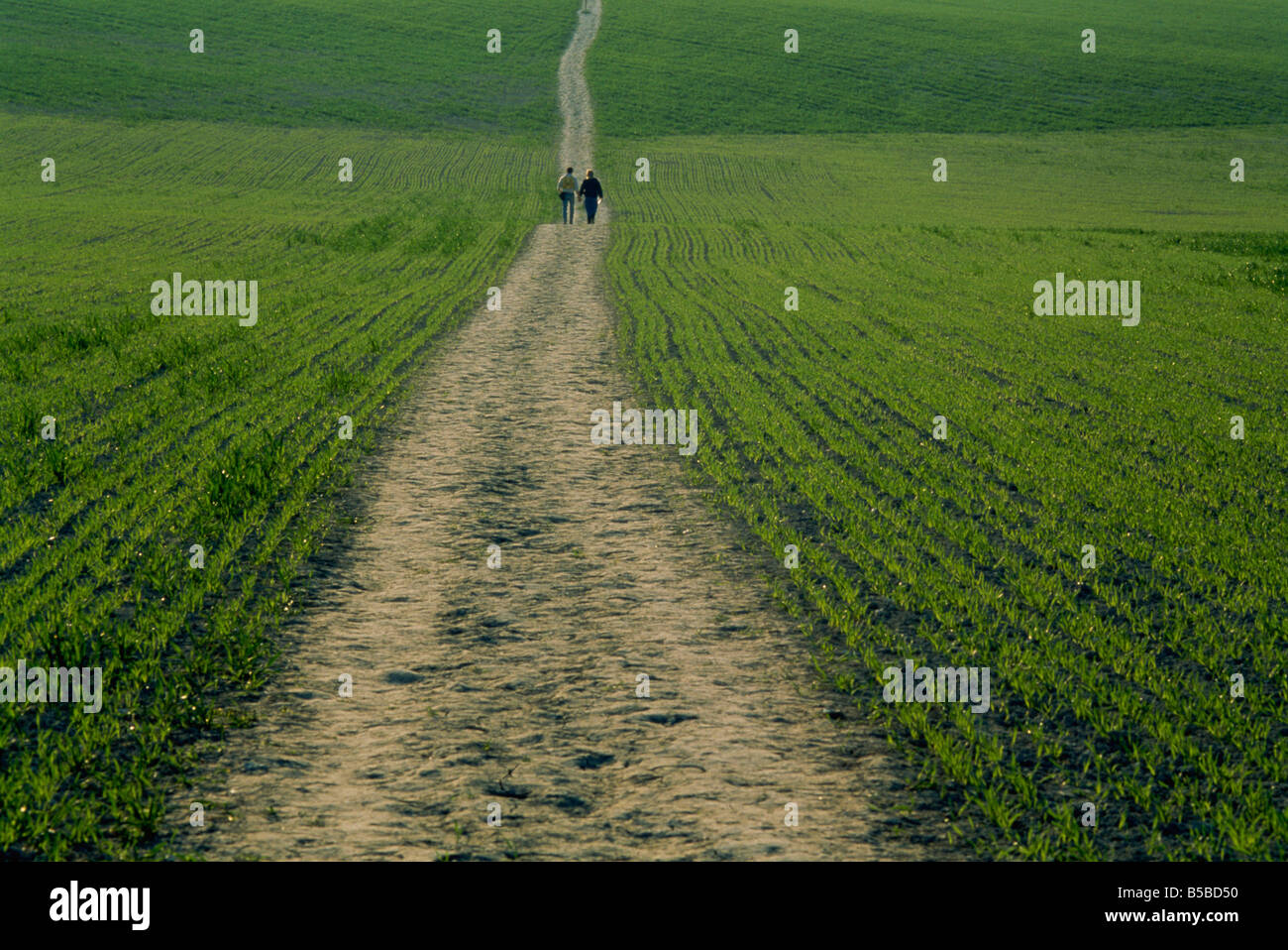The Ridgeway Path Ellesborough Chilterns Buckinghamshire England United ...