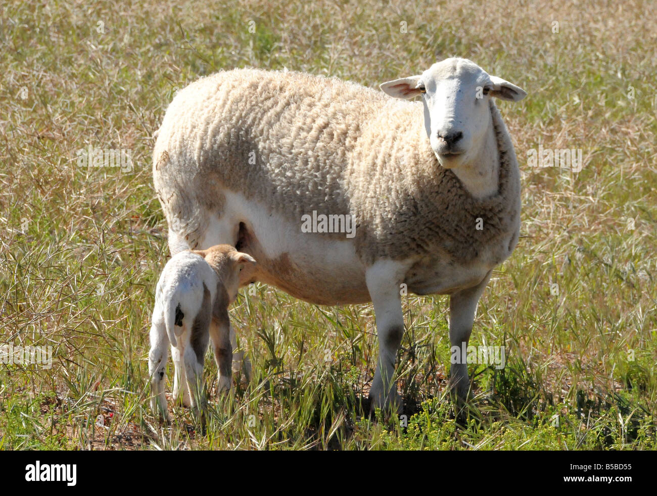 Dorper sheep hi-res stock photography and images - Alamy