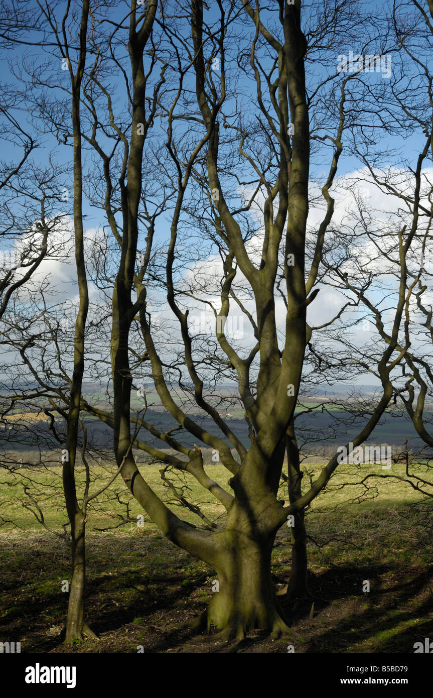 Beechwood blue hi-res stock photography and images - Alamy