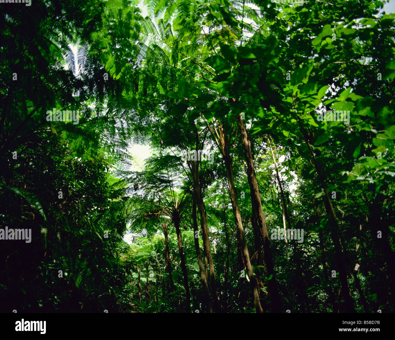 Rain forest St Lucia Windward Islands West Indies Caribbean Central ...