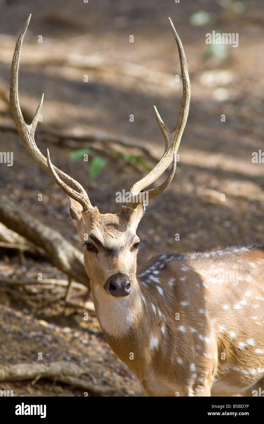 Axis (Axis axis) male on alert in jungle of Ranthambhore National Park ...