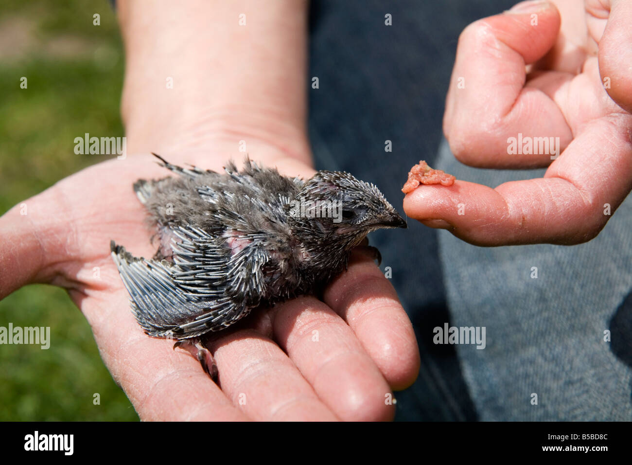 World bird sanctuary hi-res stock photography and images - Alamy