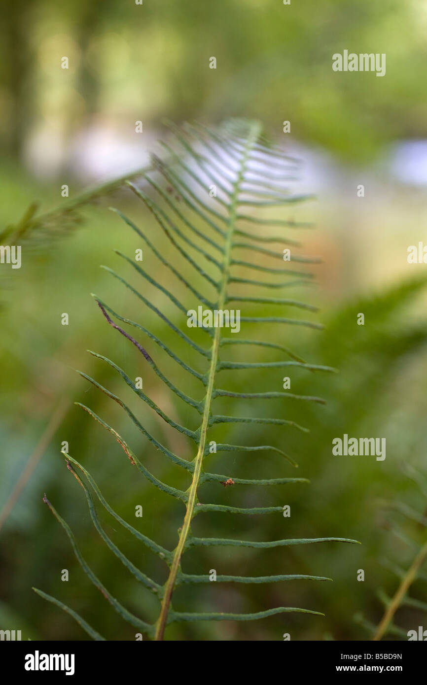 Hard fern hi-res stock photography and images - Alamy
