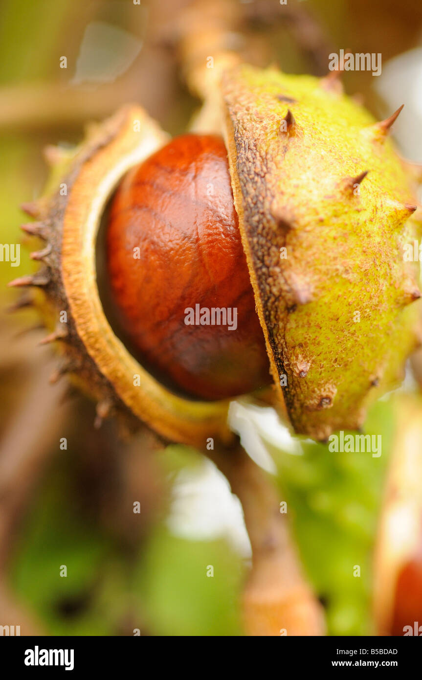 Conkers hi-res stock photography and images - Alamy