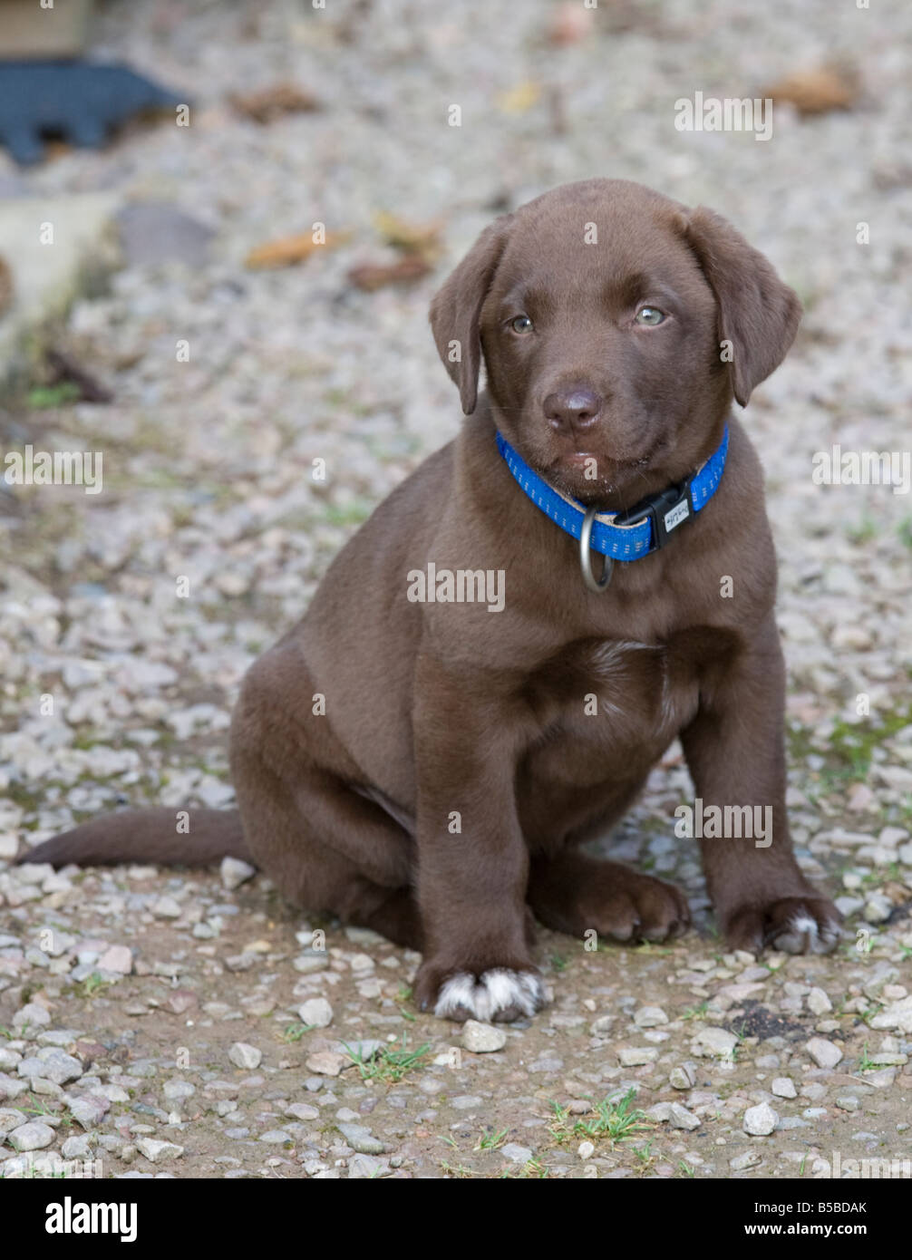 Young chocolate coloured labrador puppy Bewdley Worcs UK Stock Photo ...