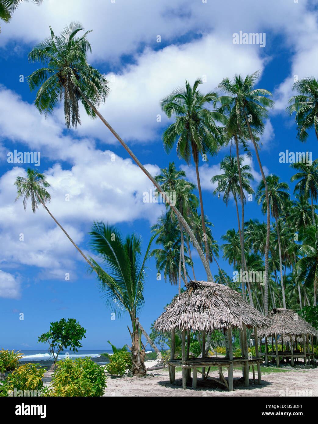 Palm trees and thatched shelters on the beach at Lefaga Western Samoa ...