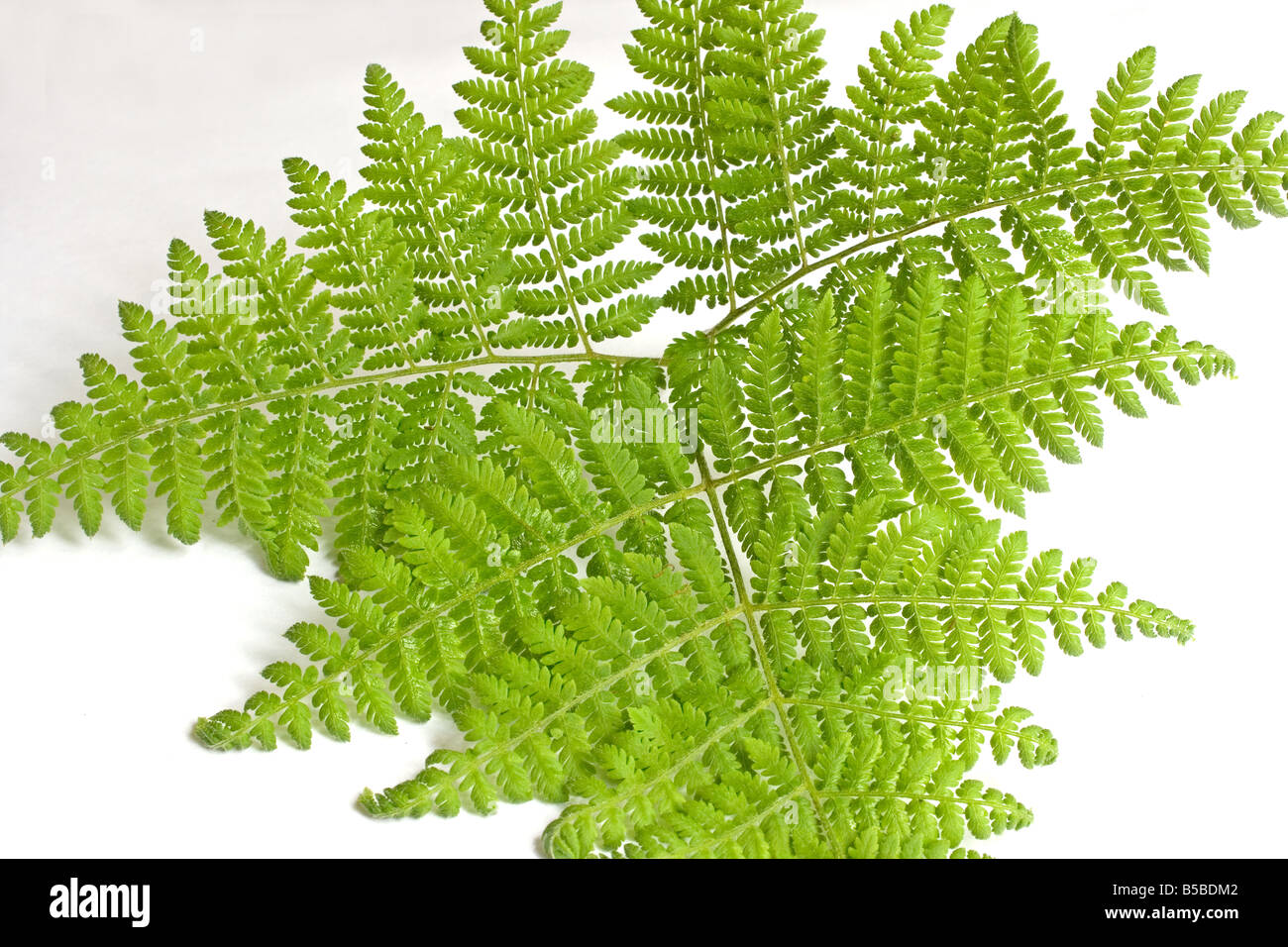 Fern close Cut Out Stock Images & Pictures - Alamy