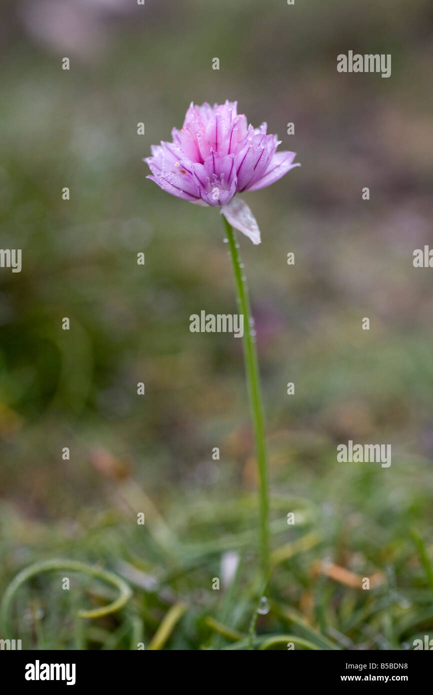 wild chives Allium schoenoprasum Stock Photo - Alamy