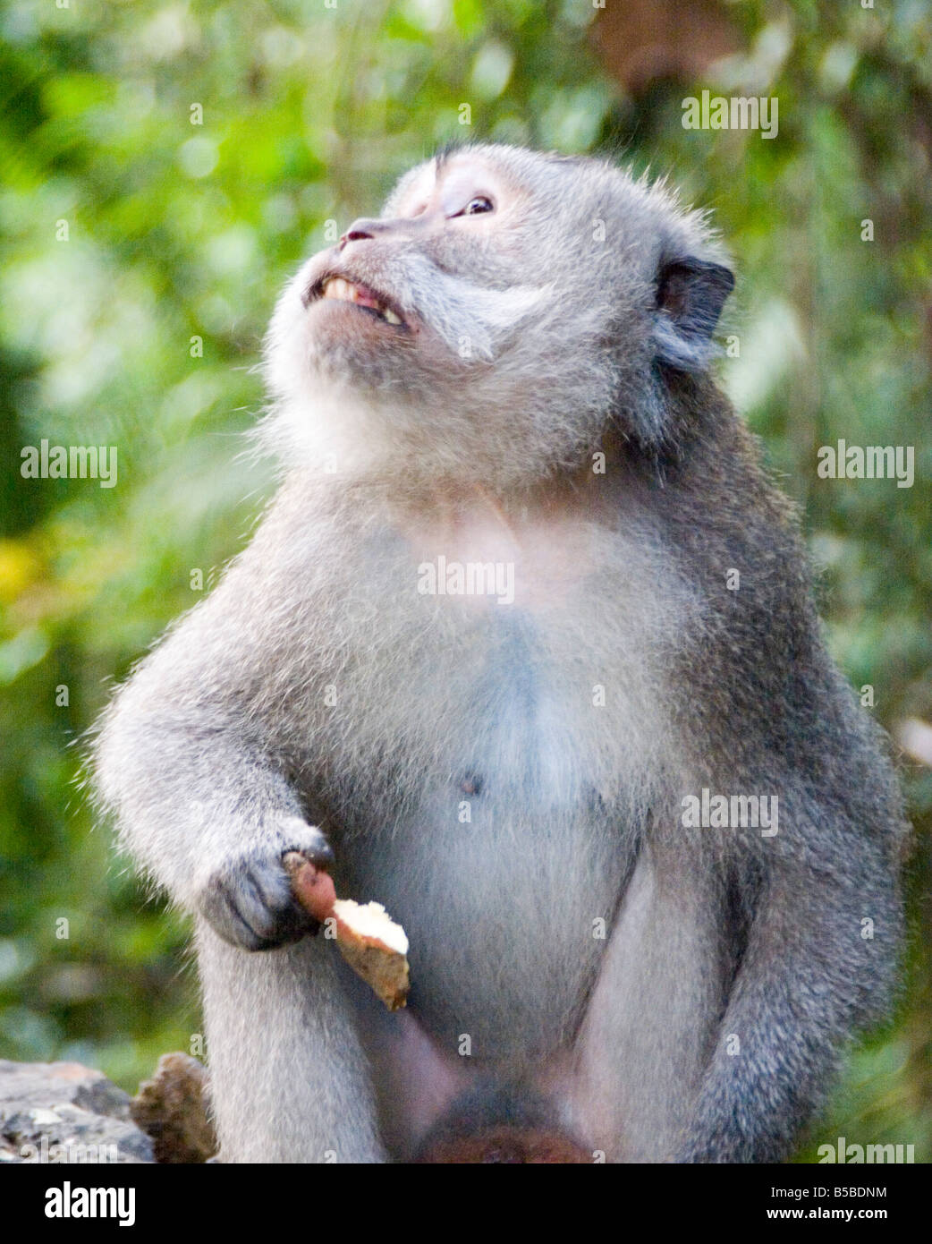 A curious long-tailed macaque monkey looks to the trees at Ubud's ...