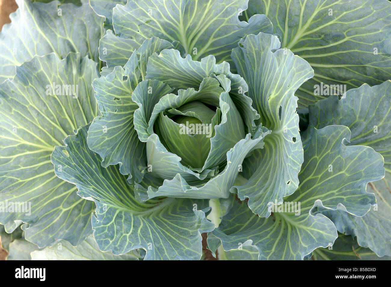 agriculture outdoor: white cabbage in field Stock Photo - Alamy