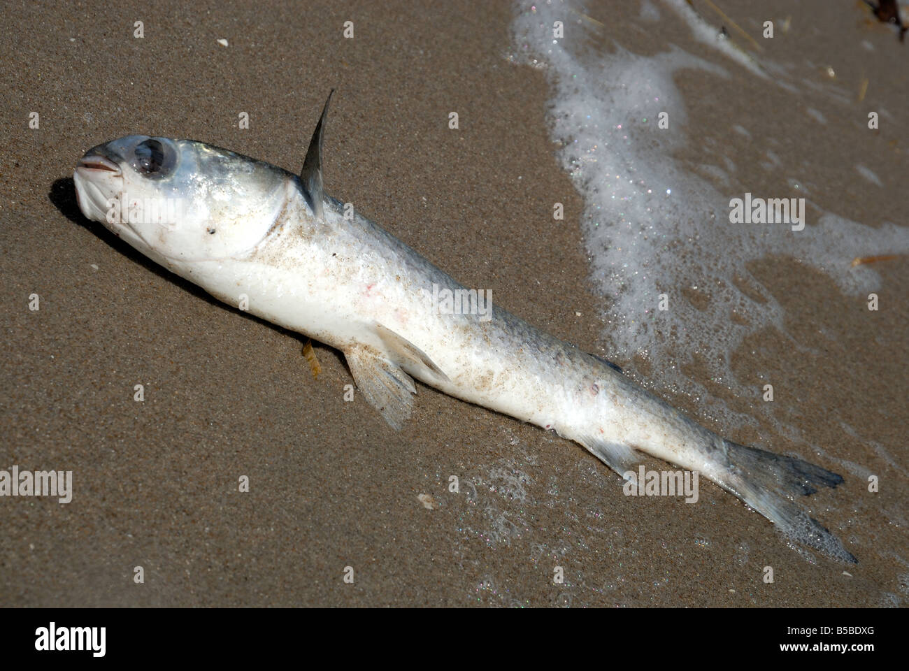 Decaying fish hi-res stock photography and images - Alamy