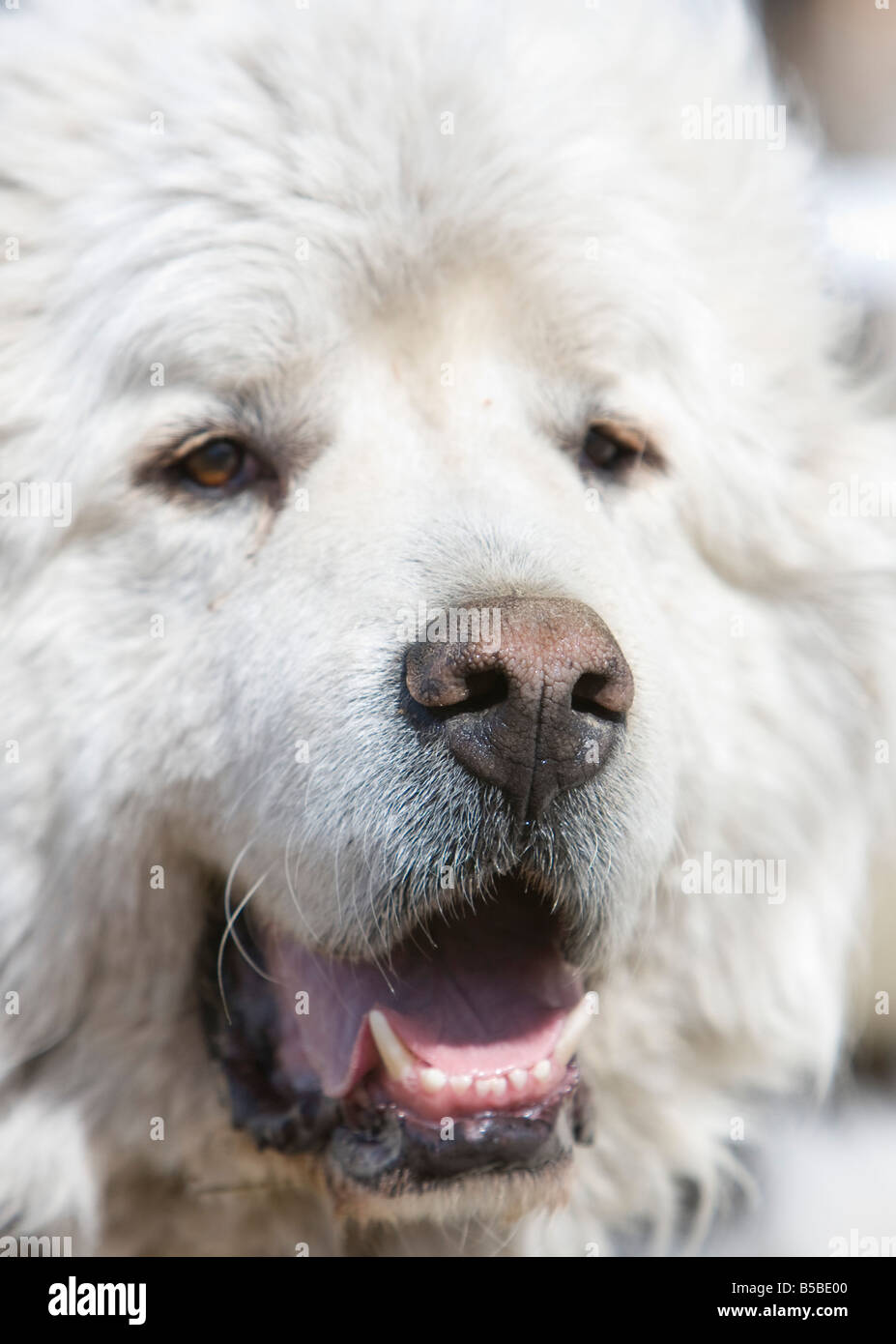 Close up head shot of great pyrenees dog Stock Photo - Alamy
