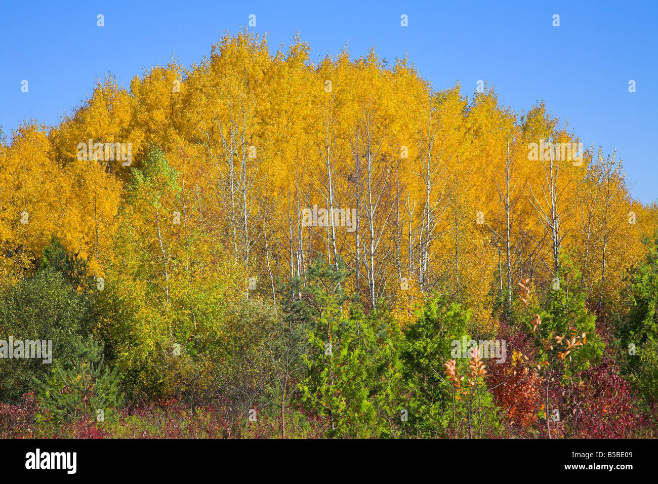 Tree trees foliage hi-res stock photography and images - Alamy