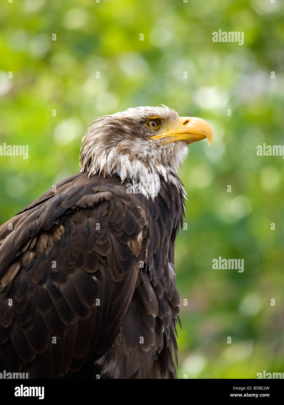 young bald eagle Stock Photo - Alamy
