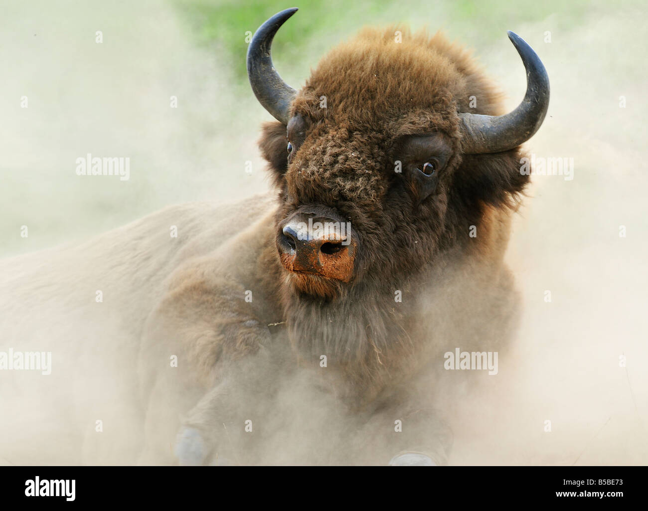 Wisent bison caucasus hi-res stock photography and images - Alamy