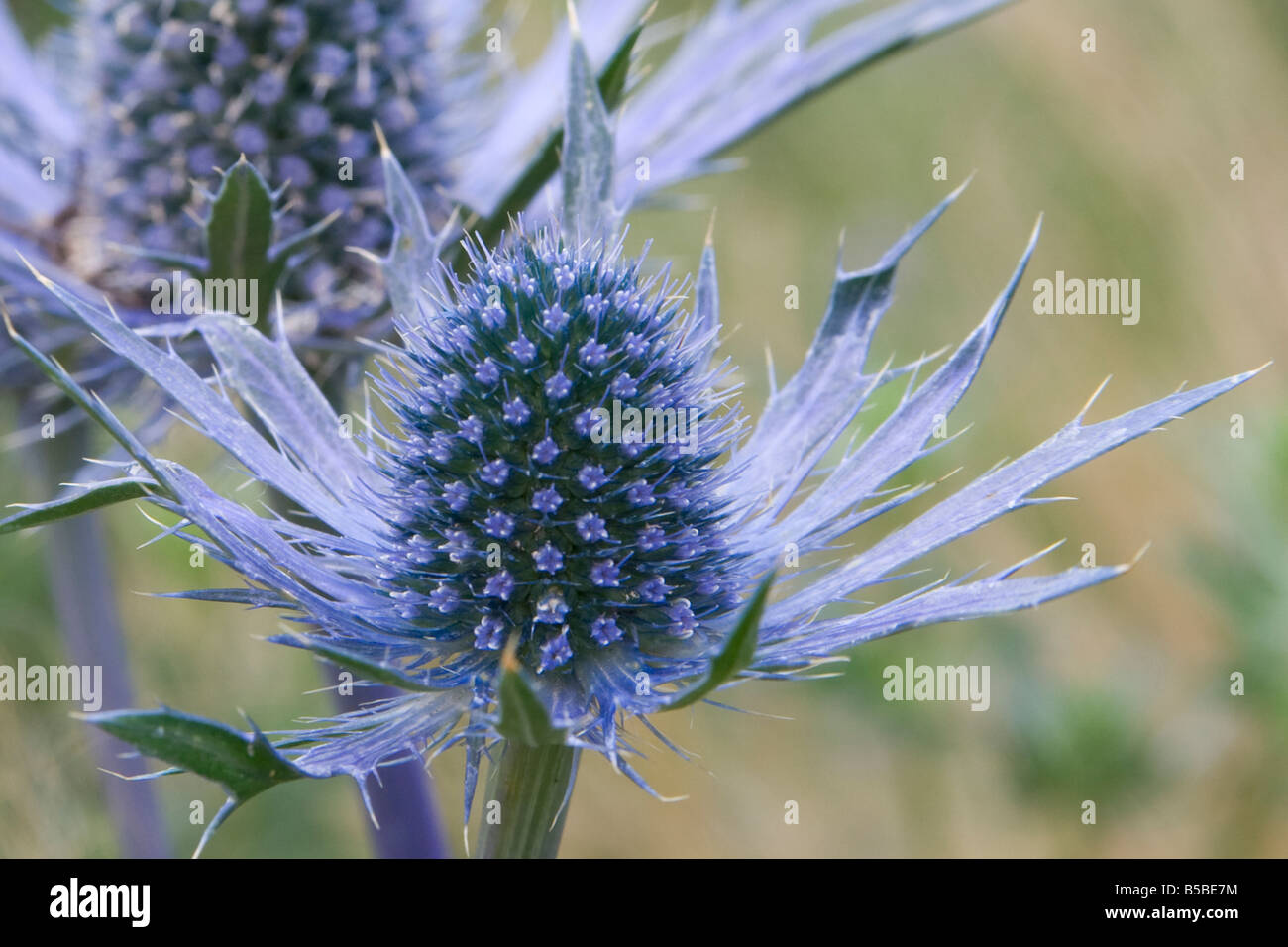 Blue thistle hi-res stock photography and images - Alamy