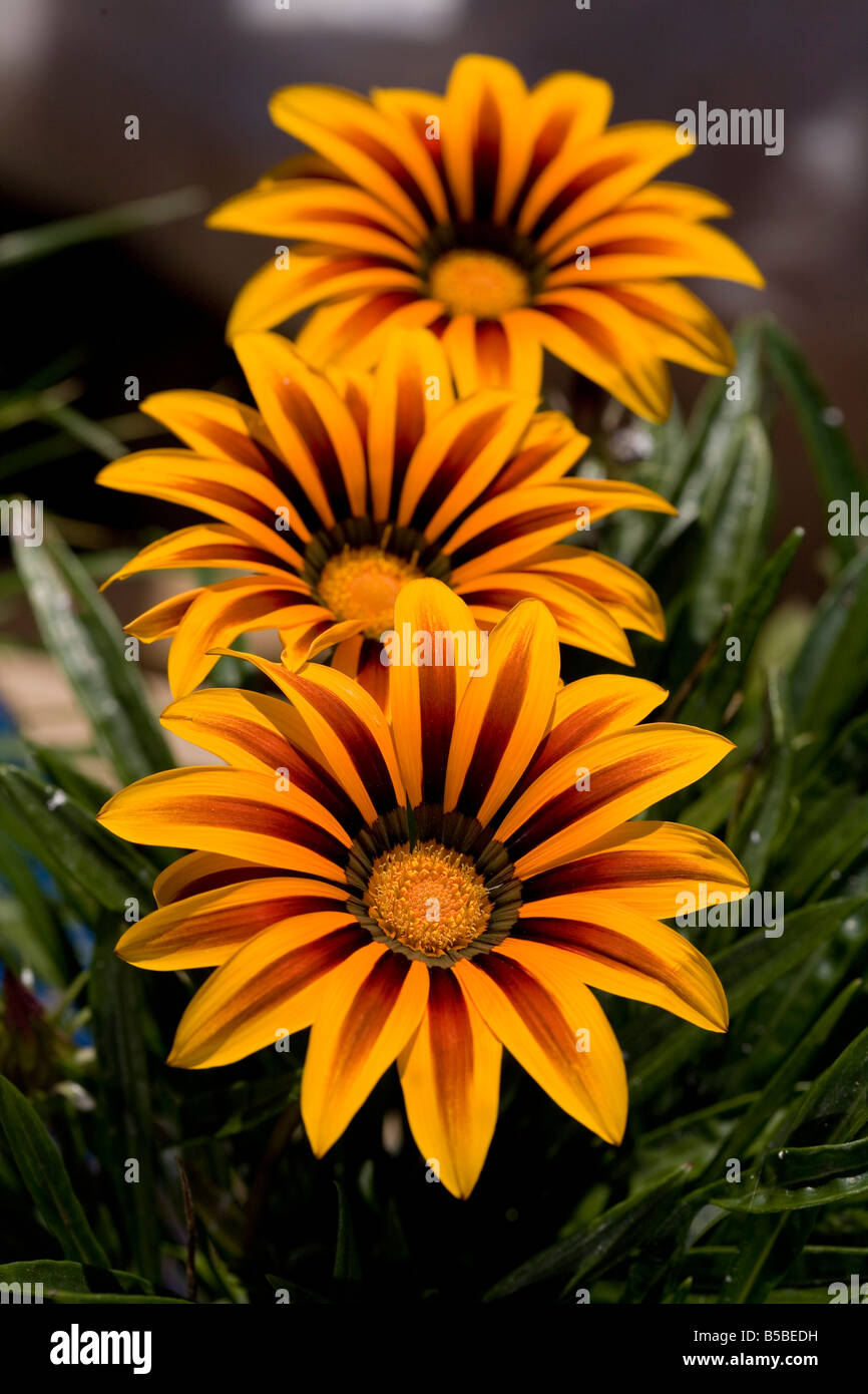 3 petal hi-res stock photography and images - Alamy