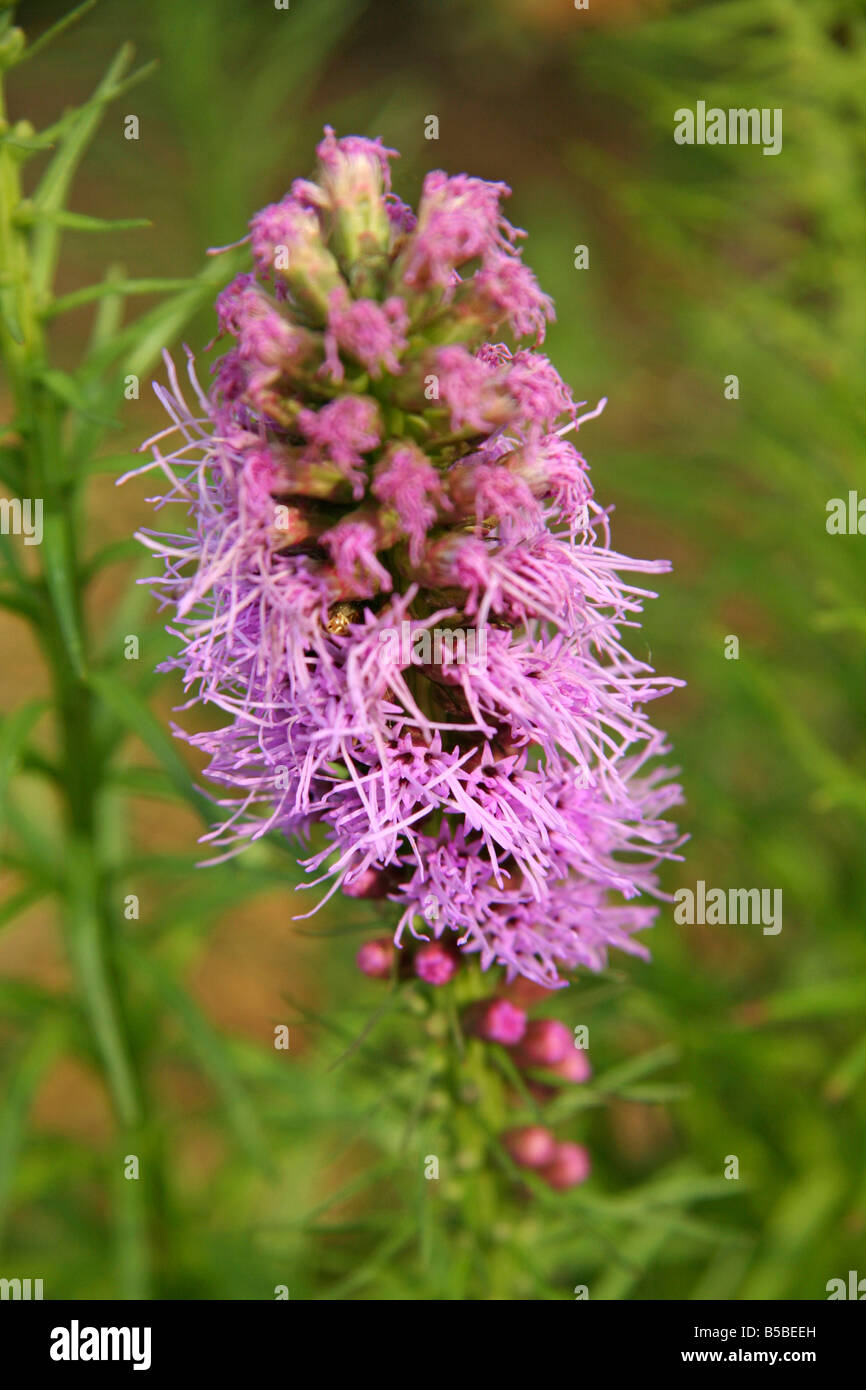 Blazing star Liatris spicata Stock Photo - Alamy