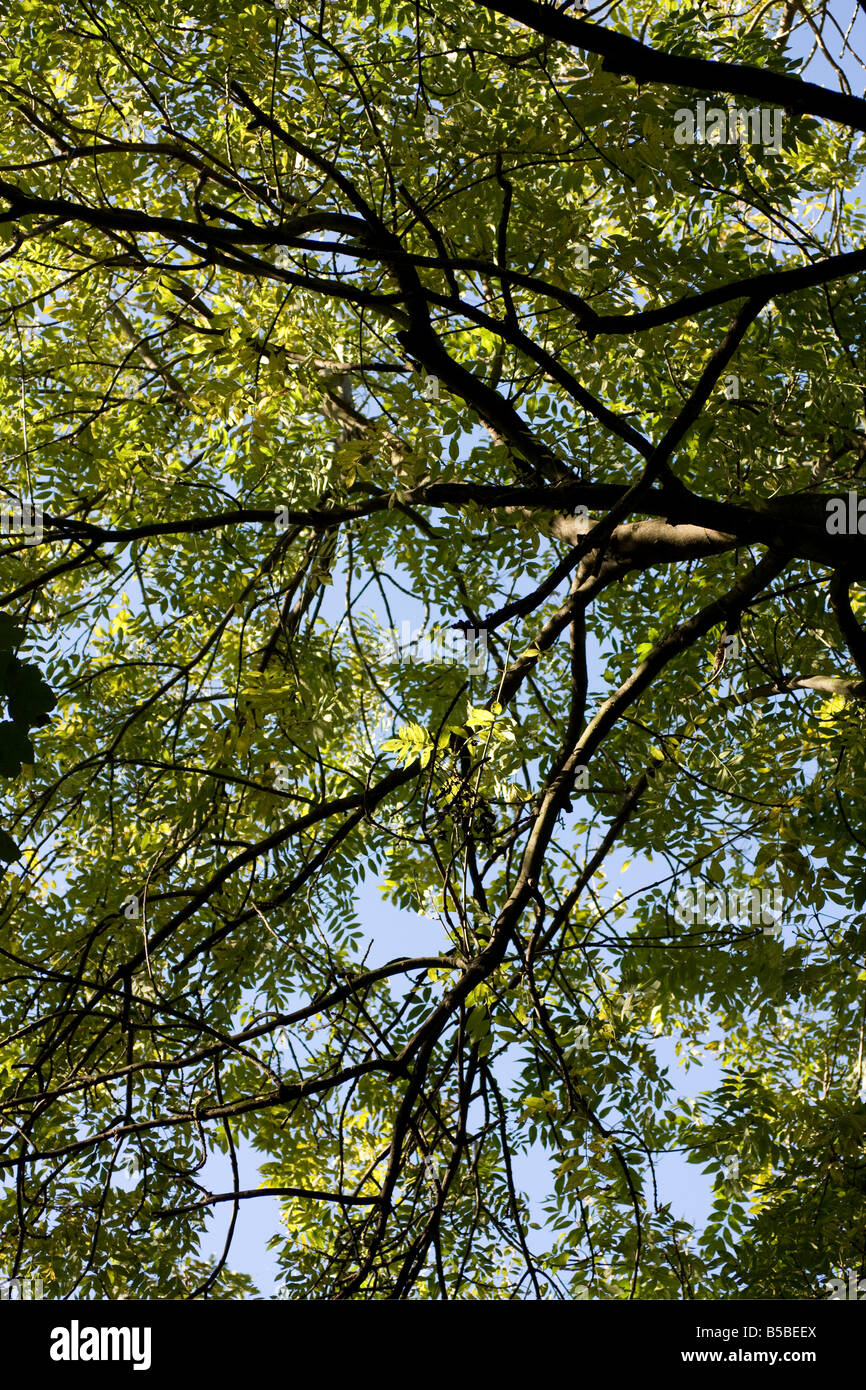View of Tree Canopy from Ground Stock Photo - Alamy