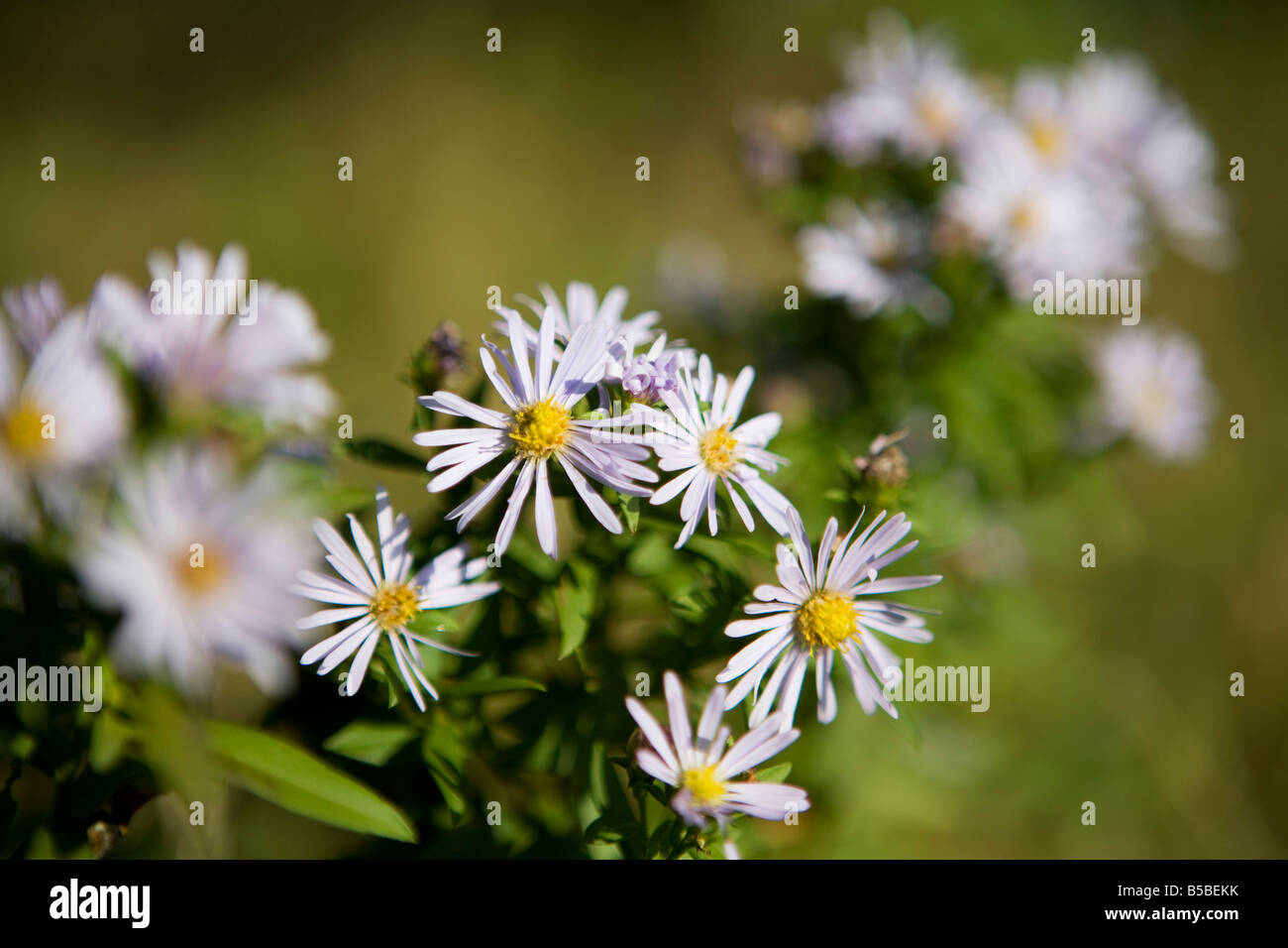 Wildflowers grow on Prince Edward Island, Canada Stock Photo - Alamy