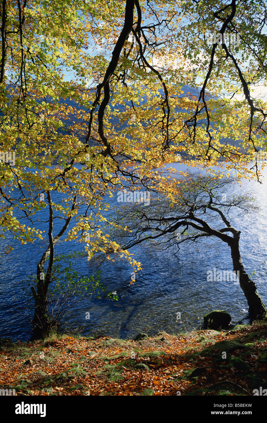 Autumn trees at Ullswater, Lake District National Park, Cumbria ...