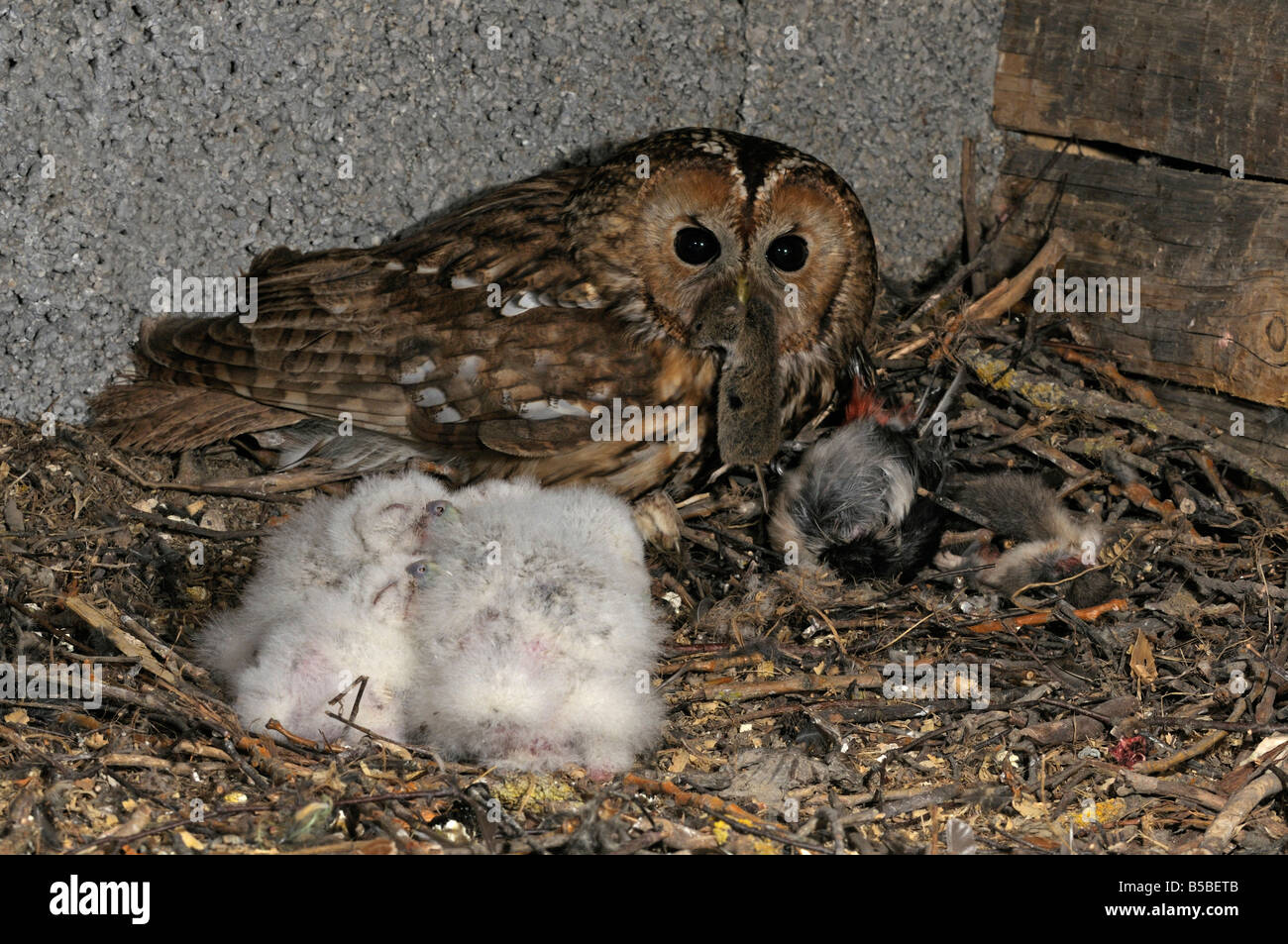 Tawny Owl (Strix aluco). Female with mouse in its beak at nest Stock ...