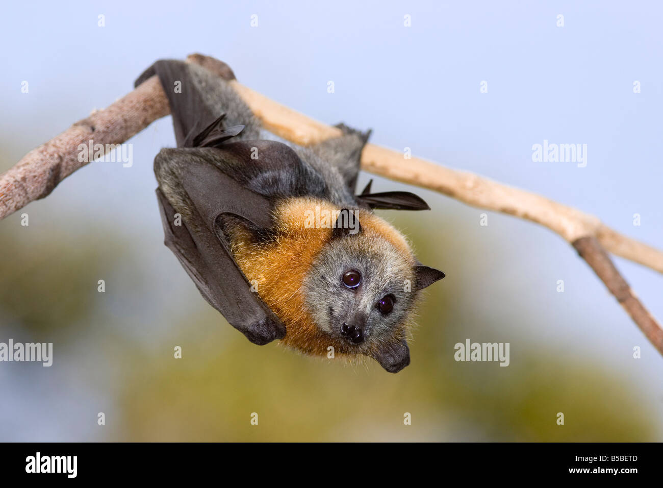Grey flying fox face hi-res stock photography and images - Alamy