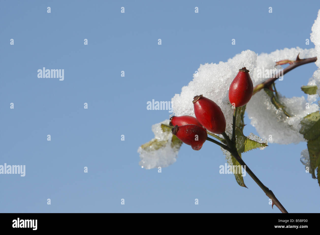 Rose hips bird hi-res stock photography and images - Alamy