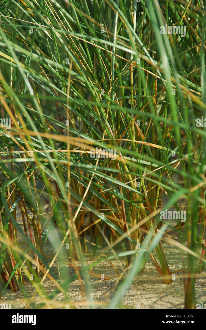 close up of marron grass Stock Photo - Alamy