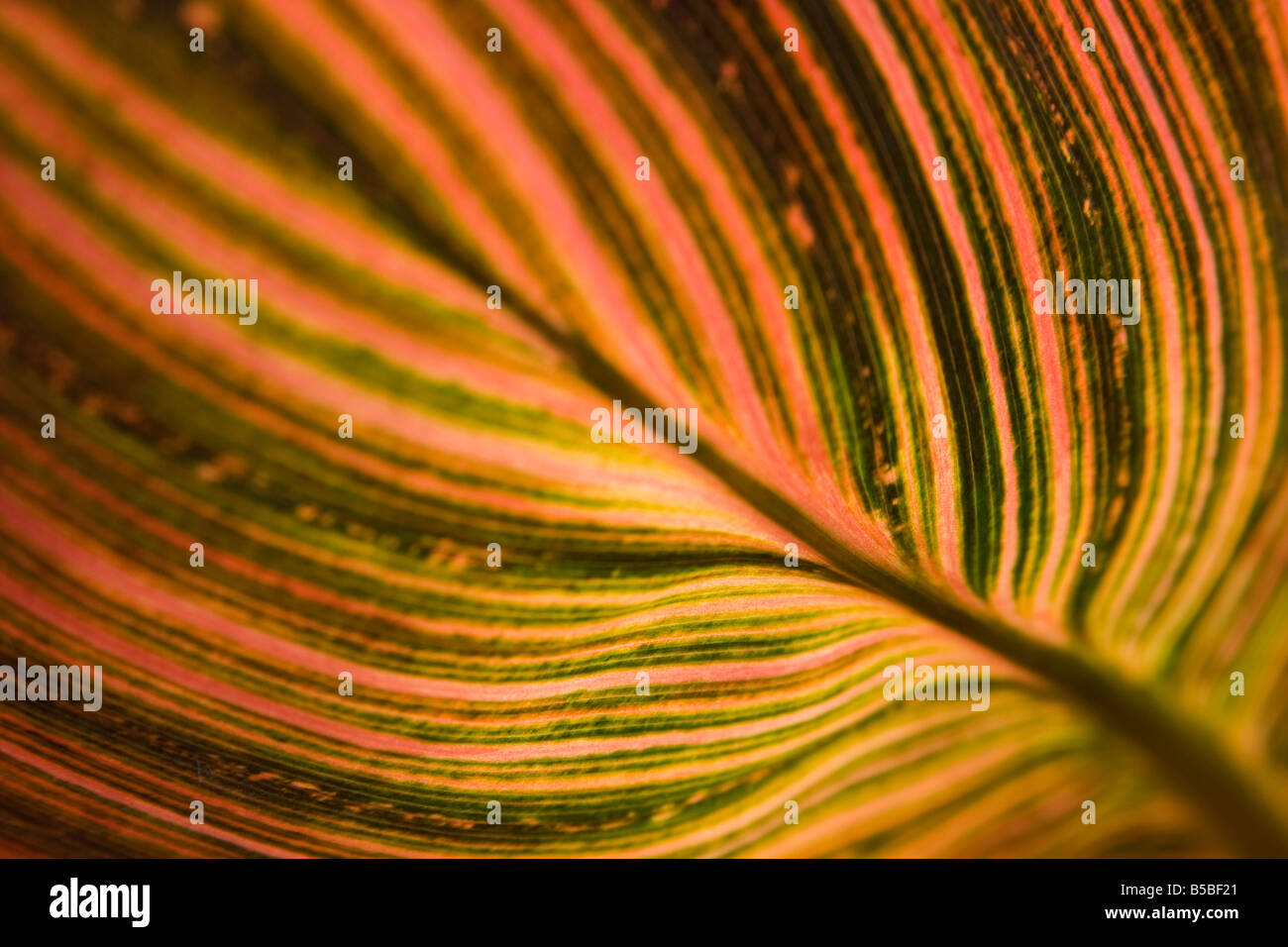 Varigated leaf hi-res stock photography and images - Alamy