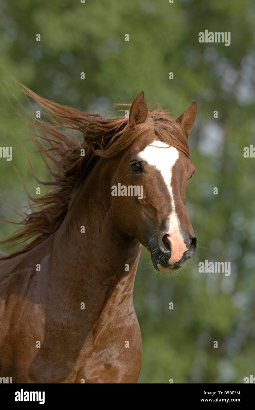 Welsh cob equus caballus stallion hi-res stock photography and images ...