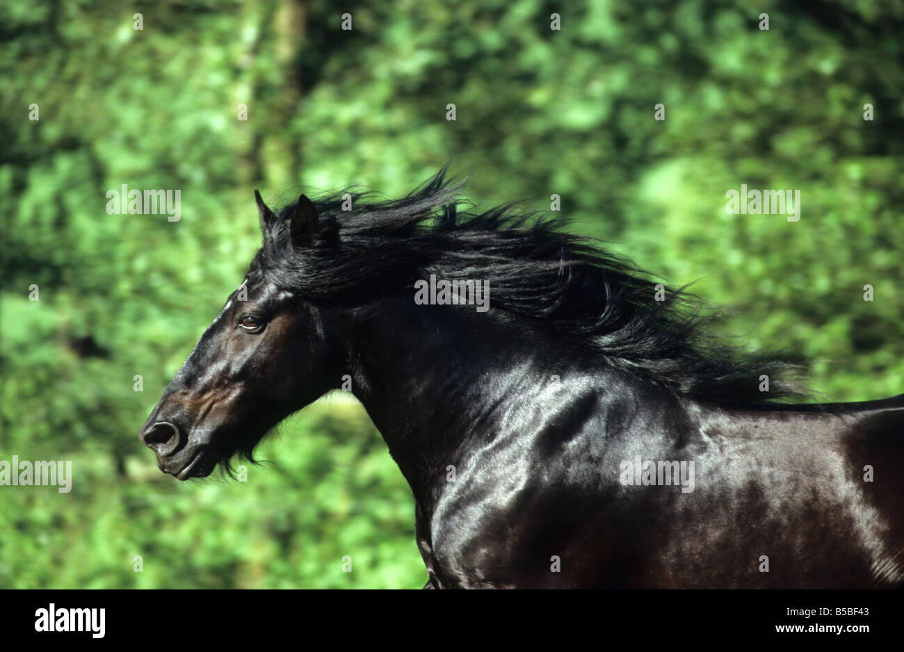 Dales Pony (Equus caballus), portrait of stallion in gallop Stock Photo ...