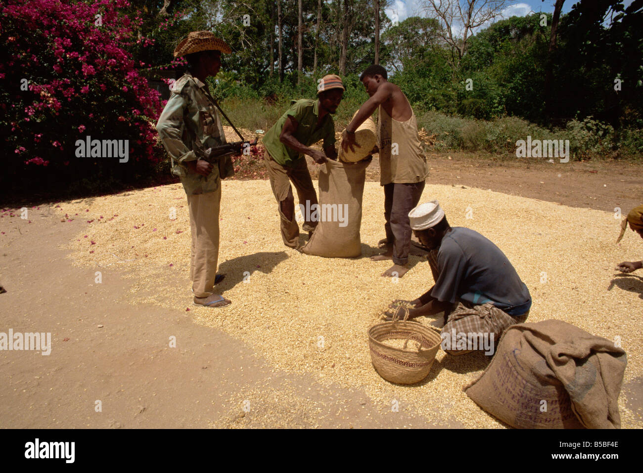 Gunman protecting locally grown maize, Merca, Somalia, Africa Stock ...