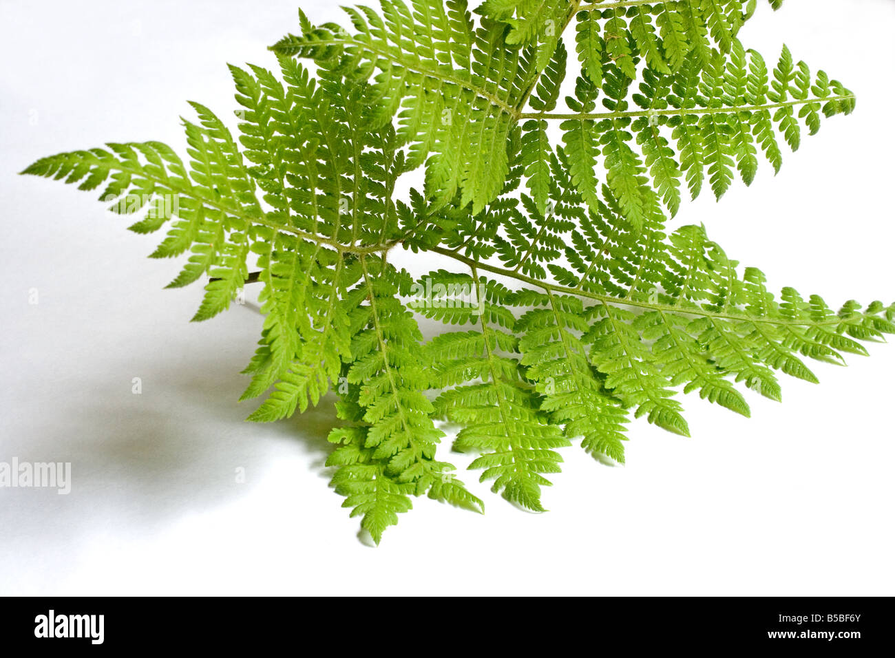 Fern on white background Stock Photo - Alamy