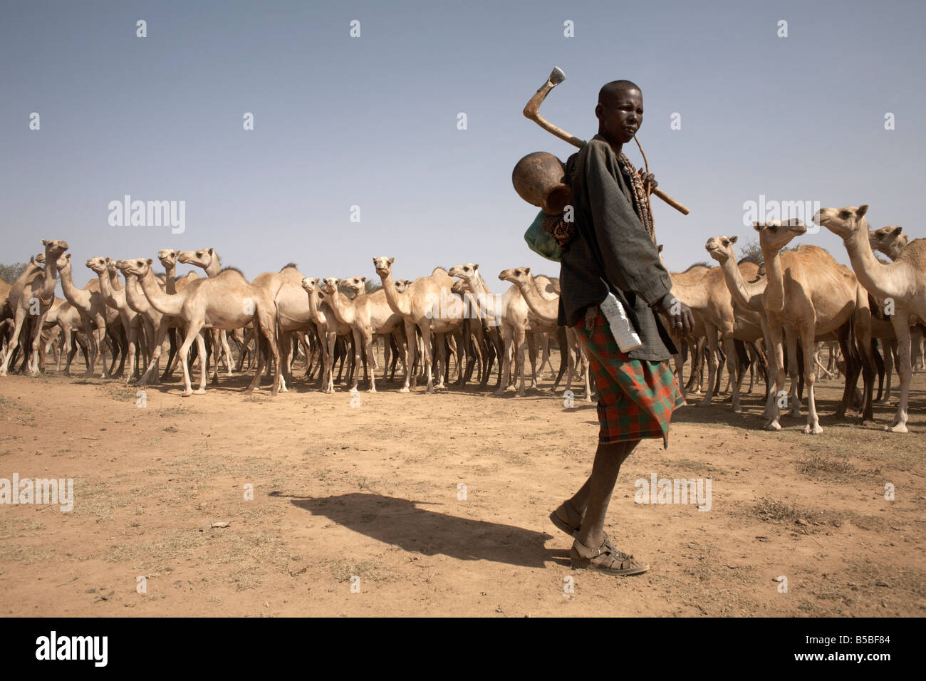 Nomadic camel herders lead their herd to a watering hole in rural ...