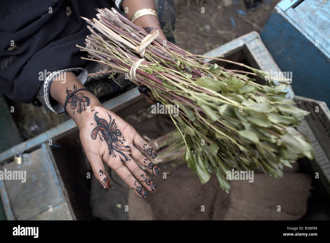 Khat qat hi-res stock photography and images - Alamy