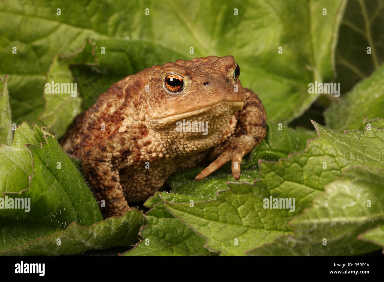 Common Toad, Studio Lighting Stock Photo - Alamy