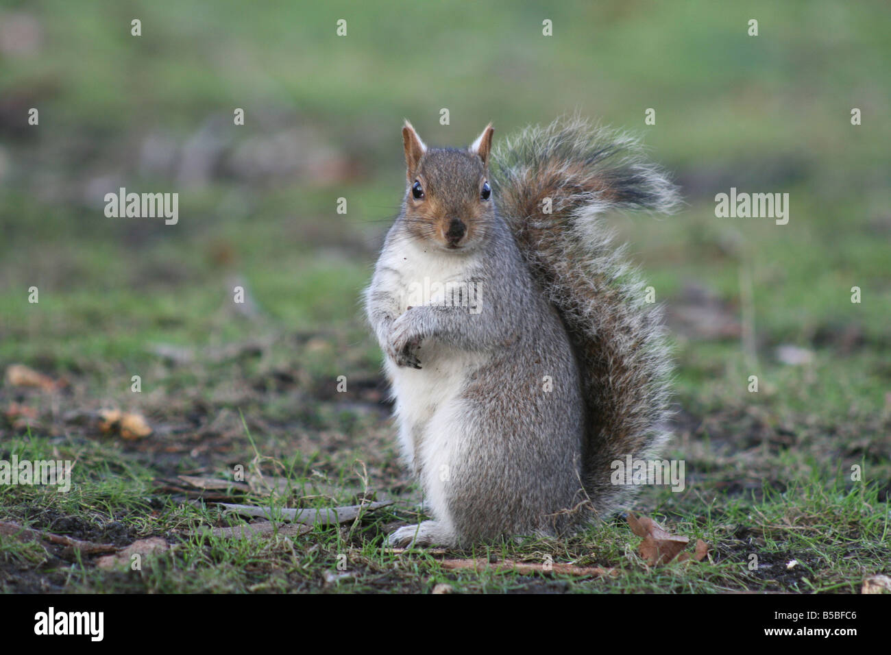 Grey squirrel hi-res stock photography and images - Alamy