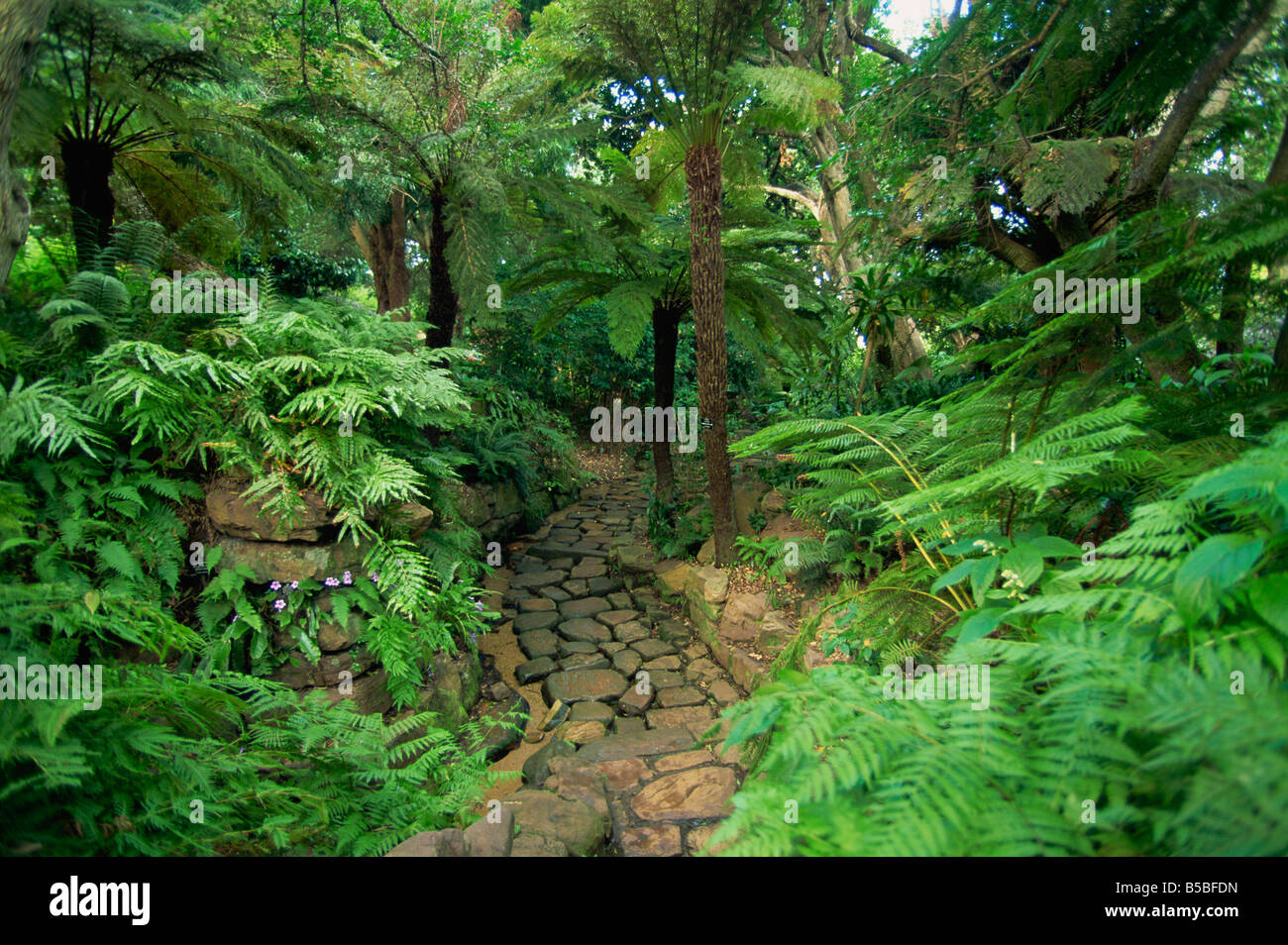 Tree ferns, Kirstenbosch Botanical Gardens, Cape Town, South Africa ...