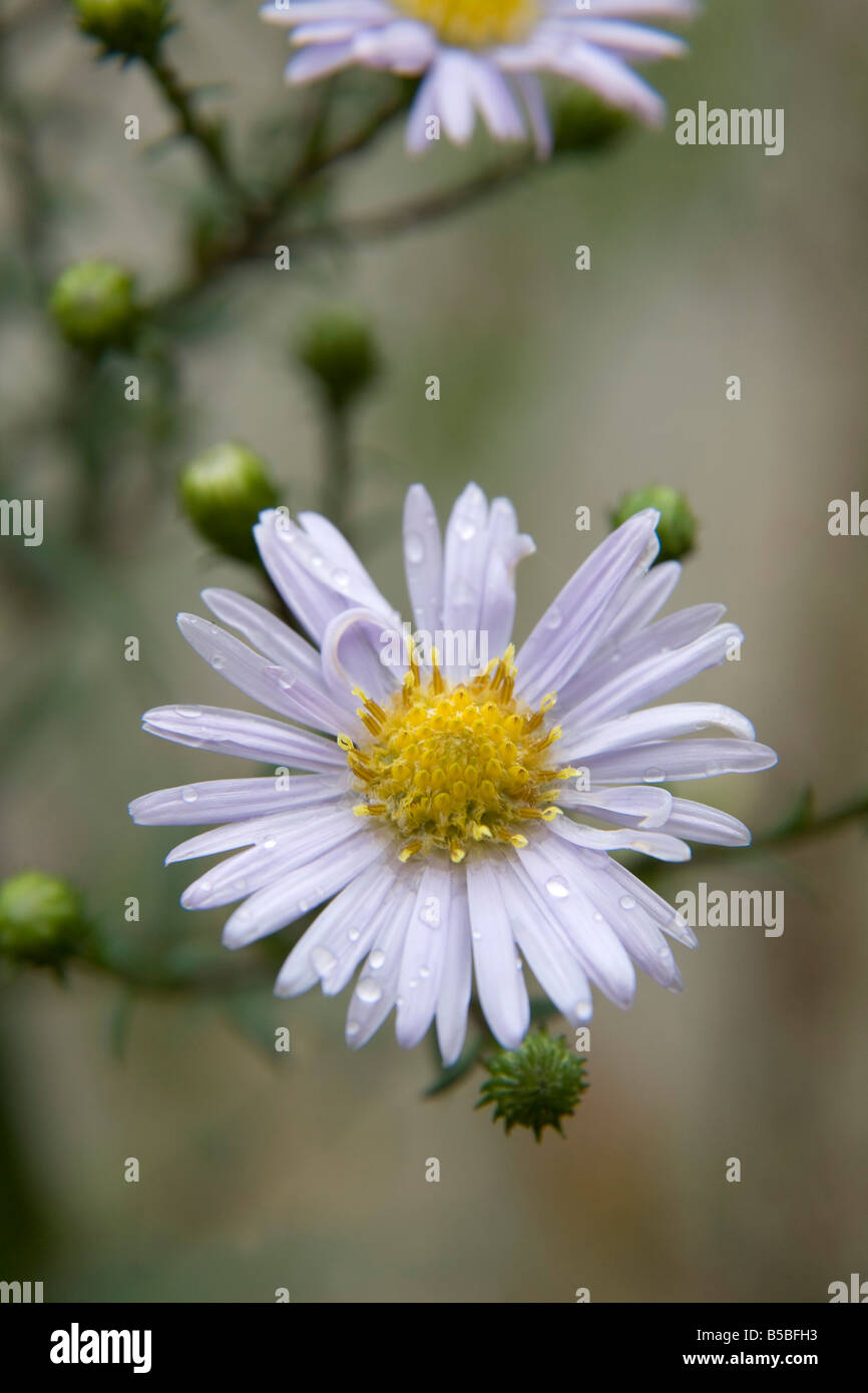 michaelmas daisy flower Stock Photo - Alamy