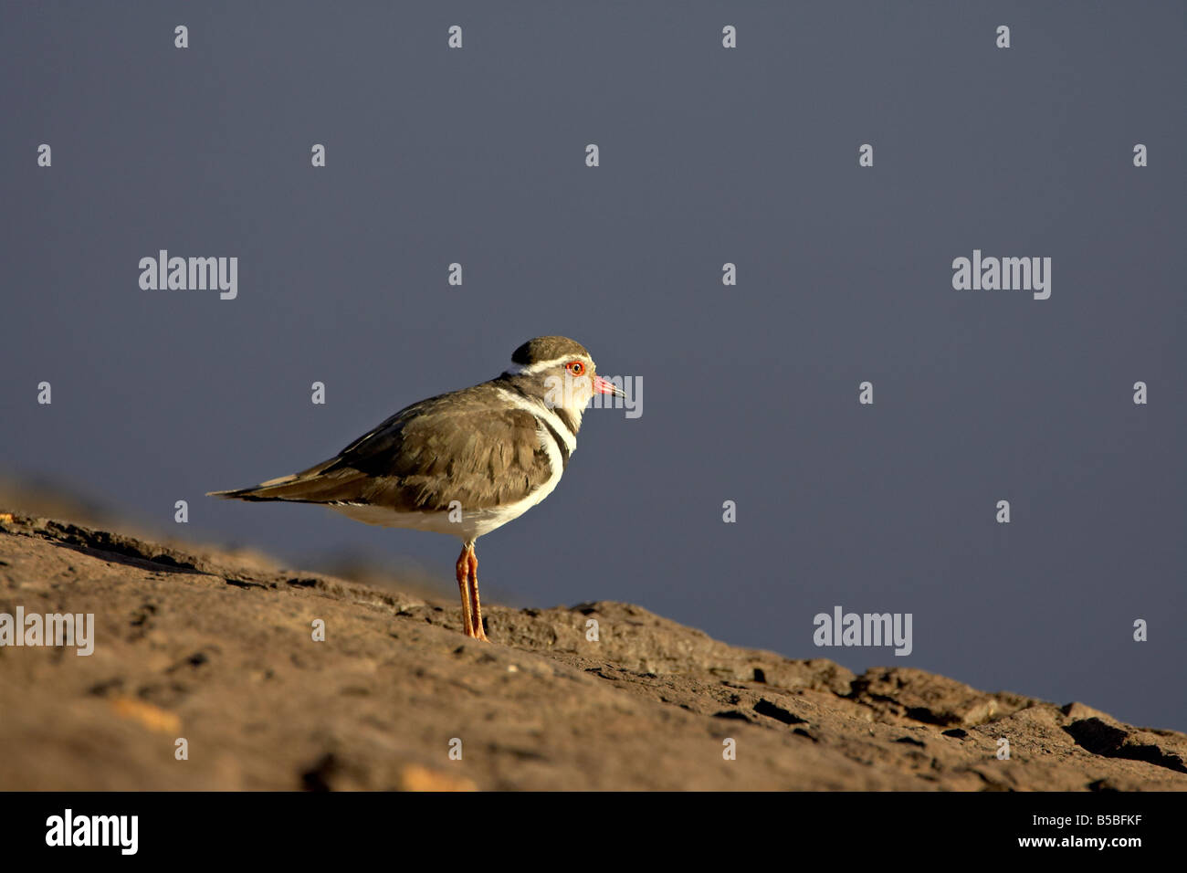 Three banded plovers hi-res stock photography and images - Alamy