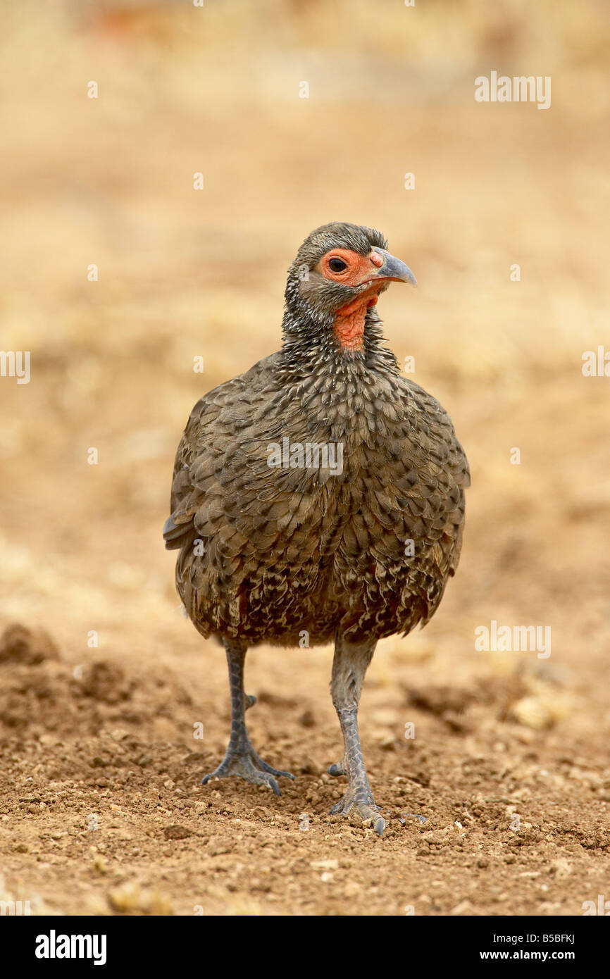 Swainson's francolin or spurfowl (Pternistes swainsonii), Kruger ...