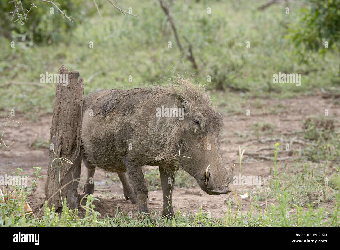 Warthog scratching hi-res stock photography and images - Alamy