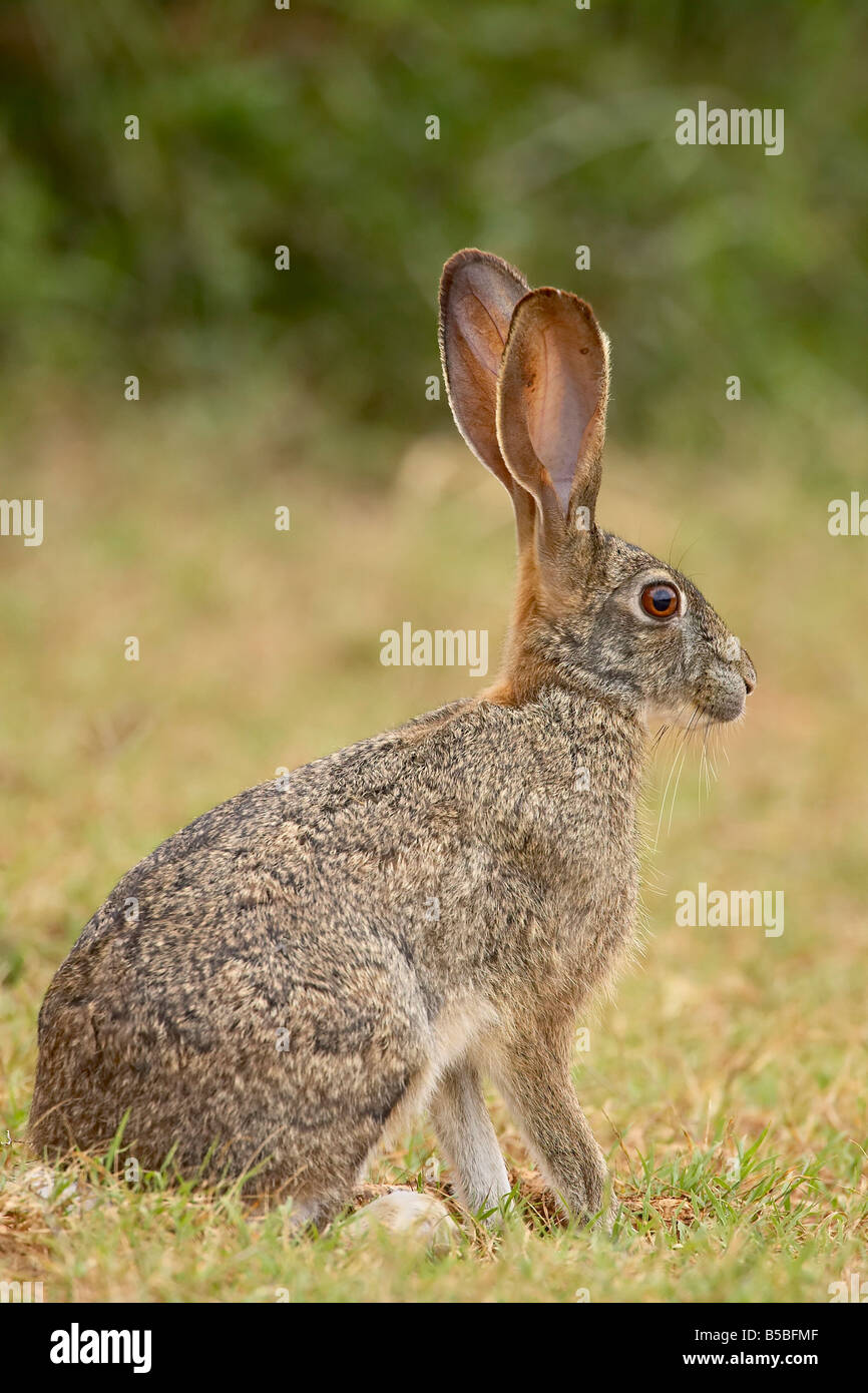 African hare hi-res stock photography and images - Alamy