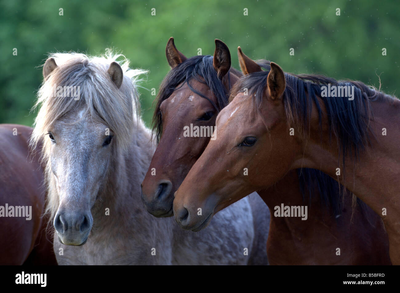 Three toed horse hi-res stock photography and images - Alamy