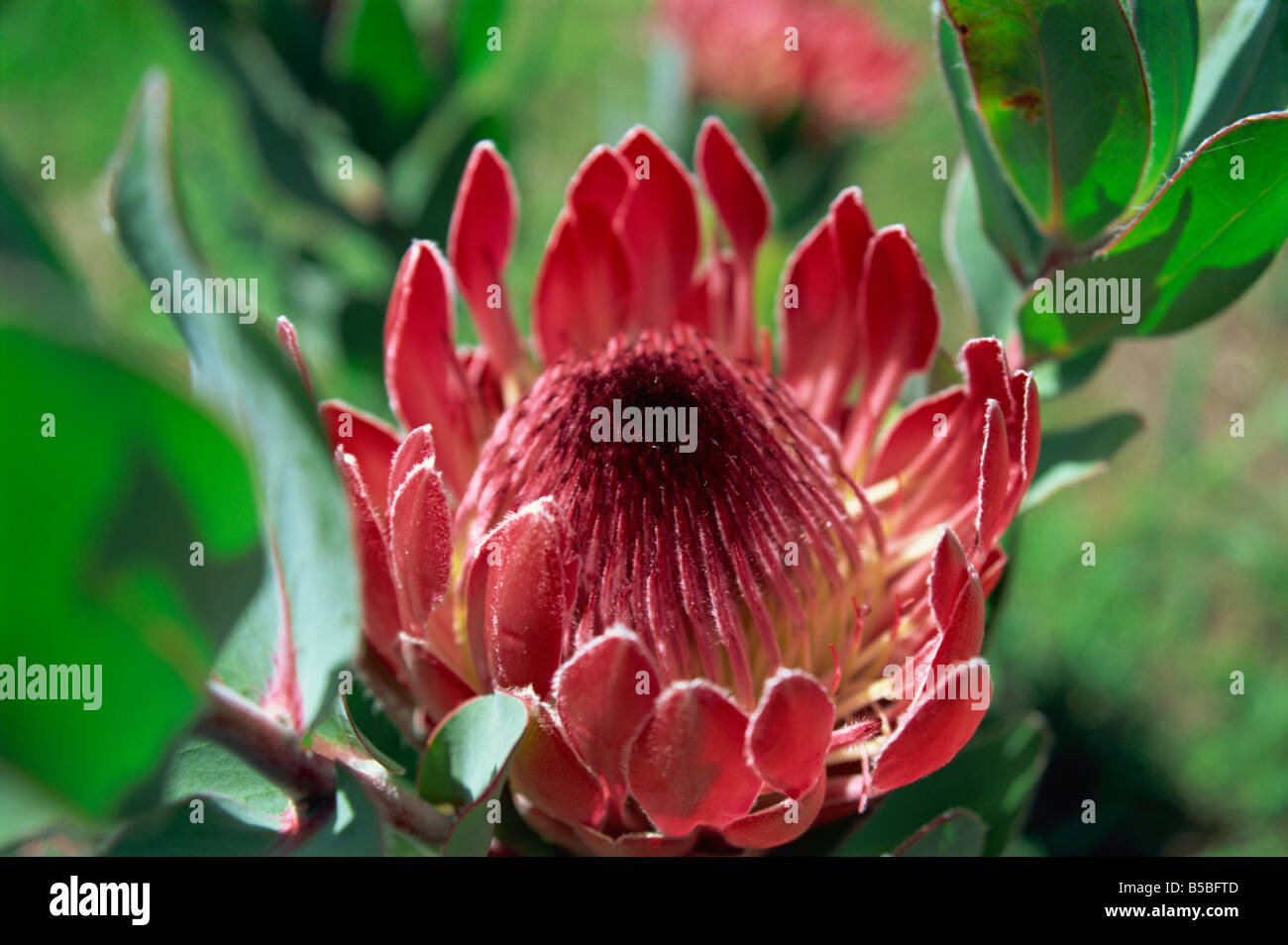 Proteflower hi-res stock photography and images - Alamy