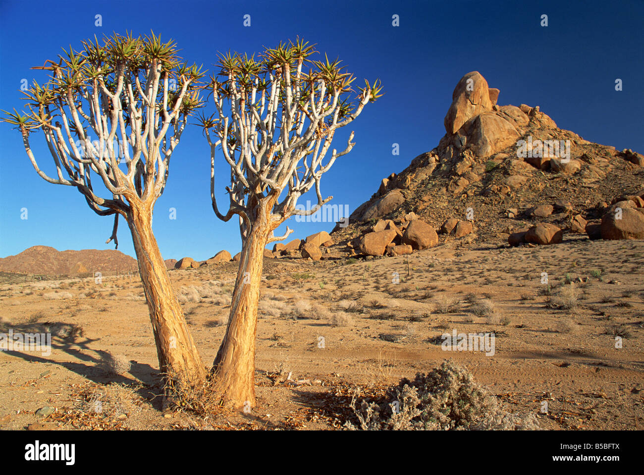 Quiver trees Richtersveld north Cape Province South Africa R Cousins ...