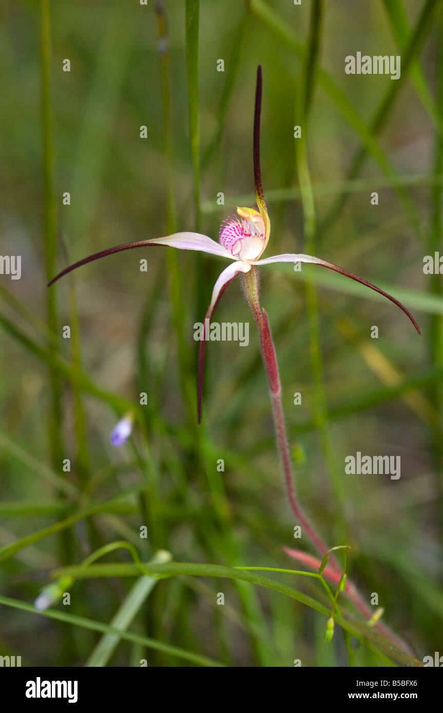 Australian native caladenia ground orchid hi-res stock photography and ...