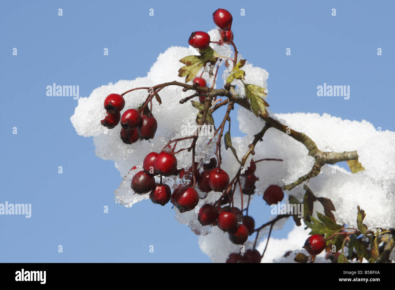 Snowy shrub with red berries hi-res stock photography and images - Alamy