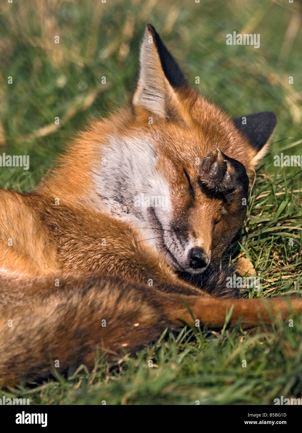 Red fox vulpes grooming hi-res stock photography and images - Alamy